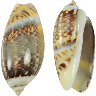 Trochus Tiny Pearled Craft Assorted Shells Bulk Seashells (1 Kilo ...
