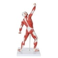 20” Mini Muscular System Model, Human Muscular Anatomy Model, Anatomy ...