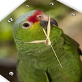 3drose, Red Lored Parrot, Tropical Bird, Honduras - Sa12 Jen0009 - Jim ...