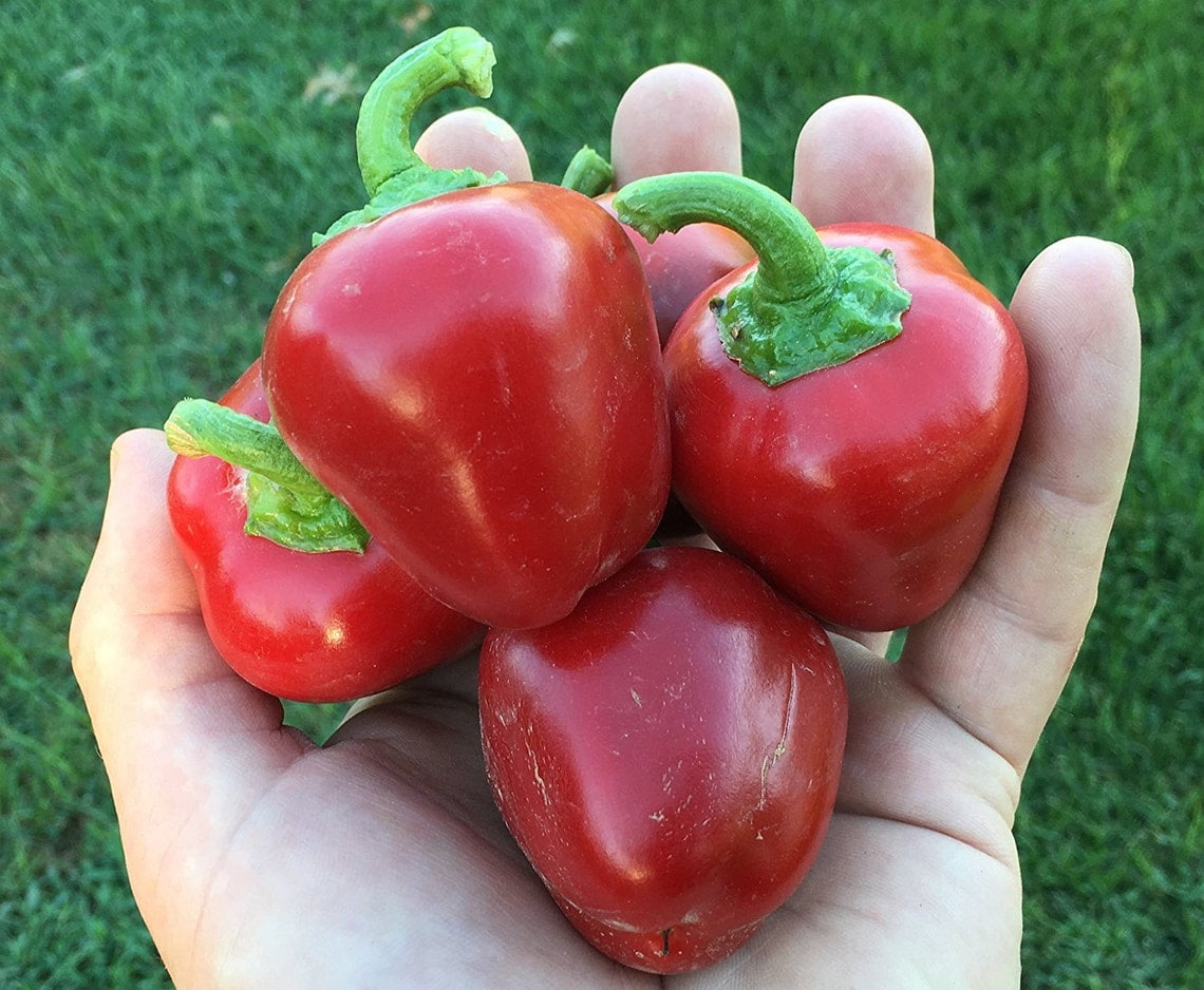 Pimento L Pepper Cherry Stuffed Heirloom Pepper Premium Seeds - Walmart.com