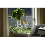 LaBrinx Designs Suction Cup Shelf - Live Plants, Windows, and Bathrooms ...