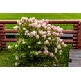 50 PEE GEE HYDRANGEA Paniculata Peegee Panicle White Pink Flower Shrub ...