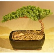 Juniper Procumbens Nana Tree Land & Water Pot with Scalloped Edges ...