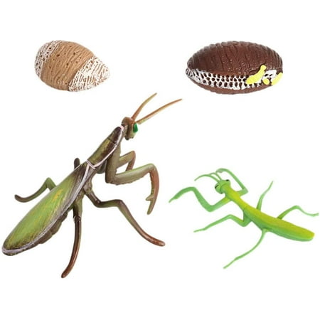 4Pcs Life Cycle of a Praying Mantis Plastic Praying Mantis Set Kids ...