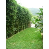 Graceful Bamboo Plant 1 Live Plant Bambusa Textilis Gracilis Privacy ...