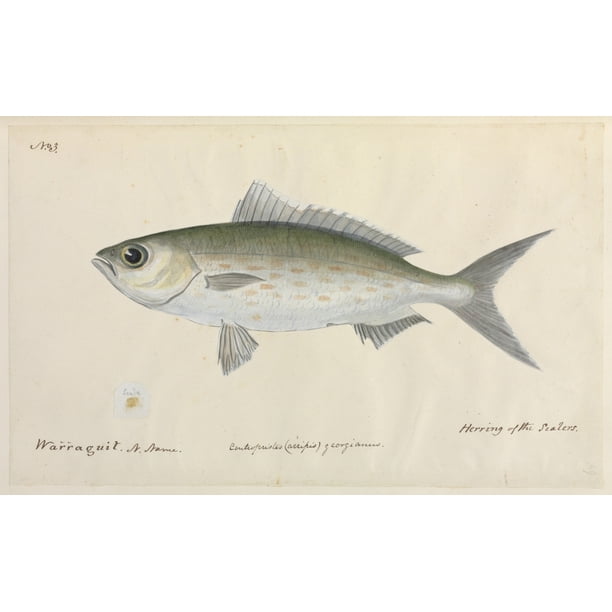 Herring Illustration Poster Print By Mary Evans Natural History Museum ...
