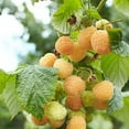 Live Fall Gold Raspberry Plant 4–8 Inch Shrub Fruit-Bearing Starter ...
