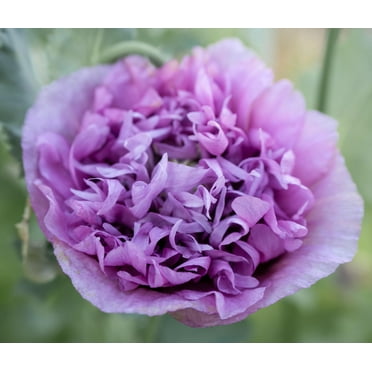 Exotic Strains of Poppy Seeds for Planting (200 Seeds Per Packet ...