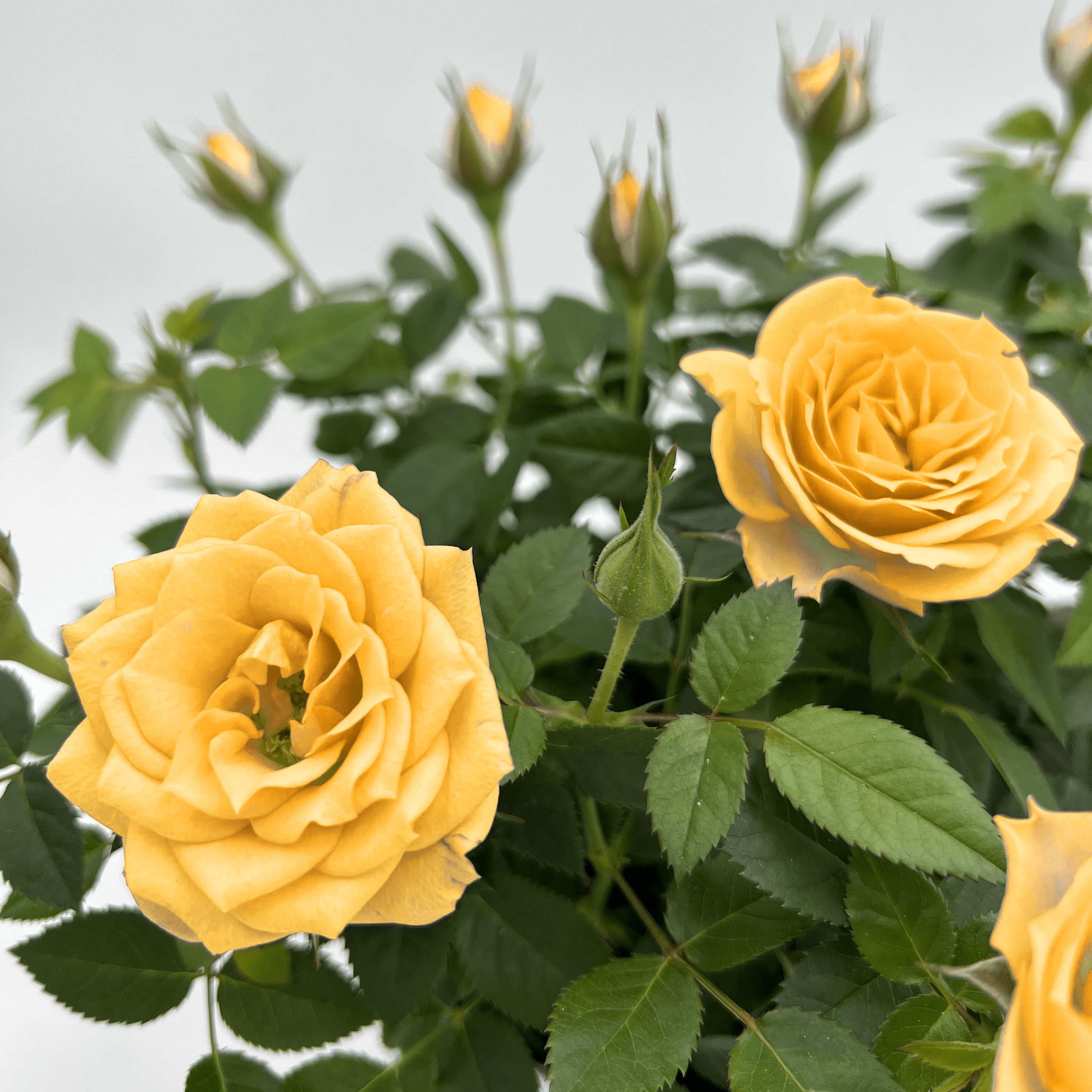 Yellow Rose Bush