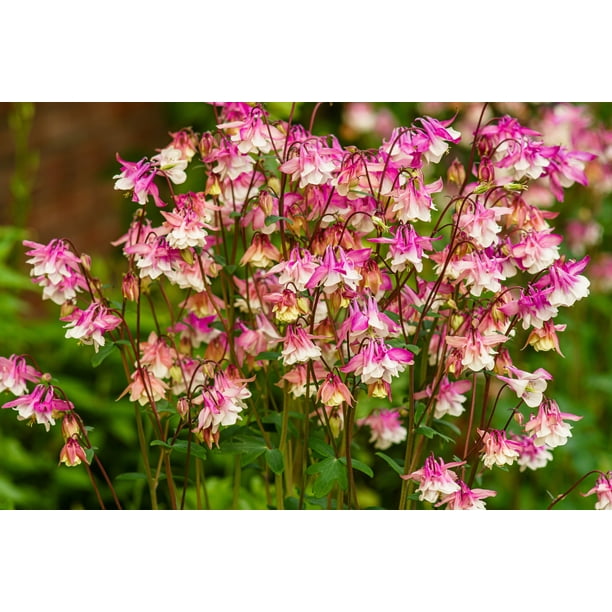 50 ROSE STAR COLUMBINE Aquilegia Caerulea Bicolor Rose Pink & White ...