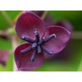 15 CHOCOLATE VINE Edible Fruit Akebia Trifoliata Flower Ornamental ...