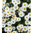 Earthcare Seeds Pyrethrum Daisy 50 Seeds Heirloom Open Pollinated ...