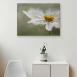 Masterpiece Art Gallery Whisper Of Daisies By Mandy Disher Canvas Art ...