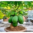 Papaya Tree Seeds for Planting - 5 Seeds - Carica Papaya "Honeydew ...