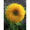 Sunflower Pro Cut Orange F1 Seed - Walmart.com