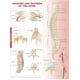 Anatomy and Injuries of the Spine Anatomical Chart - Walmart.com