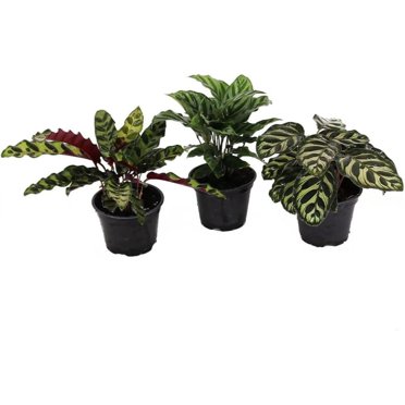 American Plant Exchange Stromanthe Trio Star, 6-Inch Pot, Vibrant Live ...