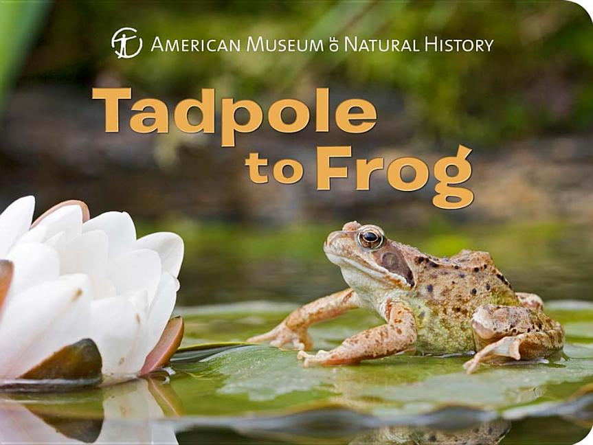 Tadpole to Frog (Board Book) - Walmart.com