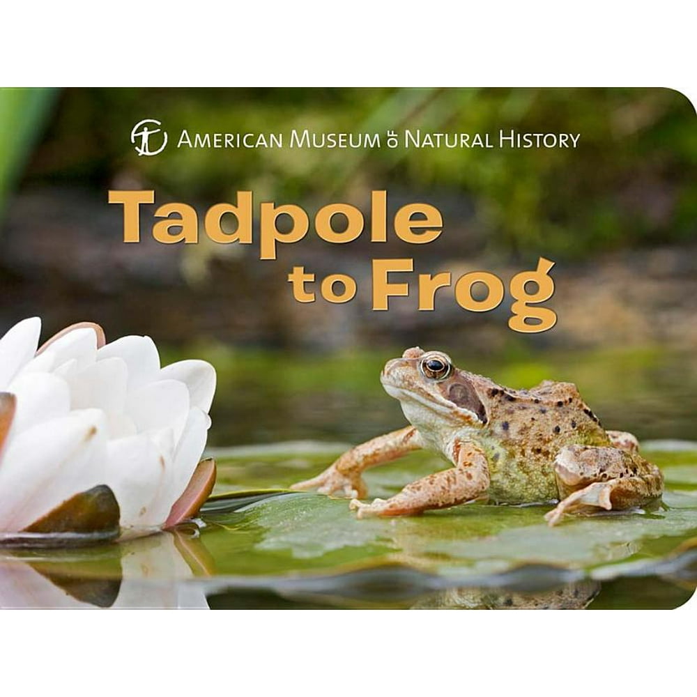 Tadpole to Frog (Board Book) - Walmart.com - Walmart.com