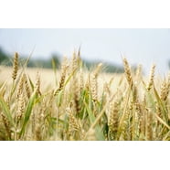 Wheat Cover Crop Seeds - Non-GMO Winter Wheat - Deer & Turkey Food Plot ...
