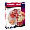 4D Vision Cranial Nerve Skull Anatomy Model - Walmart.com