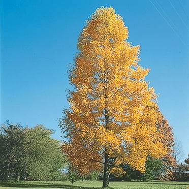 Tulip Poplar Dormant Bare Root Starter Shade Tree (1-Pack) - Walmart.com