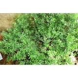 20 TRUE MYRTLE Myrtus Communis aka Common & Sweet Myrtle Fragrant White ...