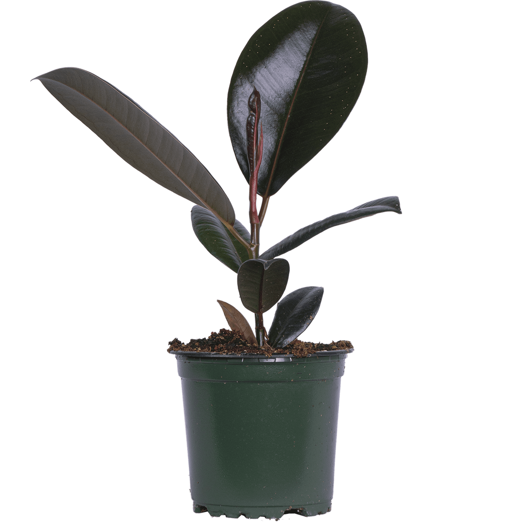 Click here for Plantsome Ficus Elastica Burgundy Rubber Tree (S)... prices
