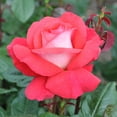 Heirloom Roses - Typhoo Tea Hybrid Tea Rose Bush - Red Rose Plants ...