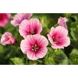10 VULCAN MALOPE Trifida / Mallowwort / Mallow Flower Seeds - Walmart.com