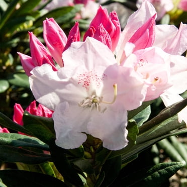 50 MIXED HYBRIDS RHODODENDRON spp. Mixed Colors - Red, Pink, Purple ...