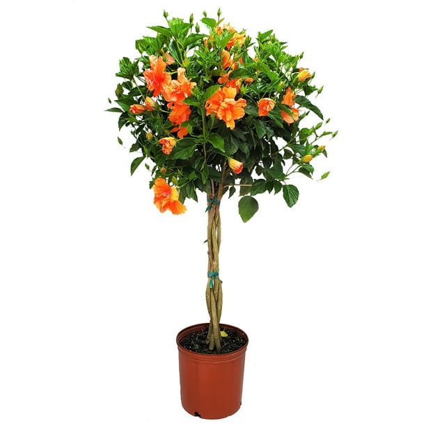 Tropical Plants of Florida 38" to 44" Braided Double Peach Hibiscus ...