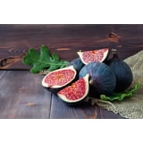 10 Edible Fig Tree Seeds - Easy to Grow Ficus carica with Real Plant ...