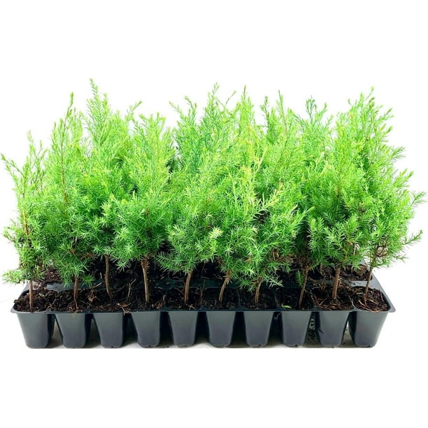 Southern Red Cedar Tree 10 Live Plants Juniperus virginiana Silicicola ...