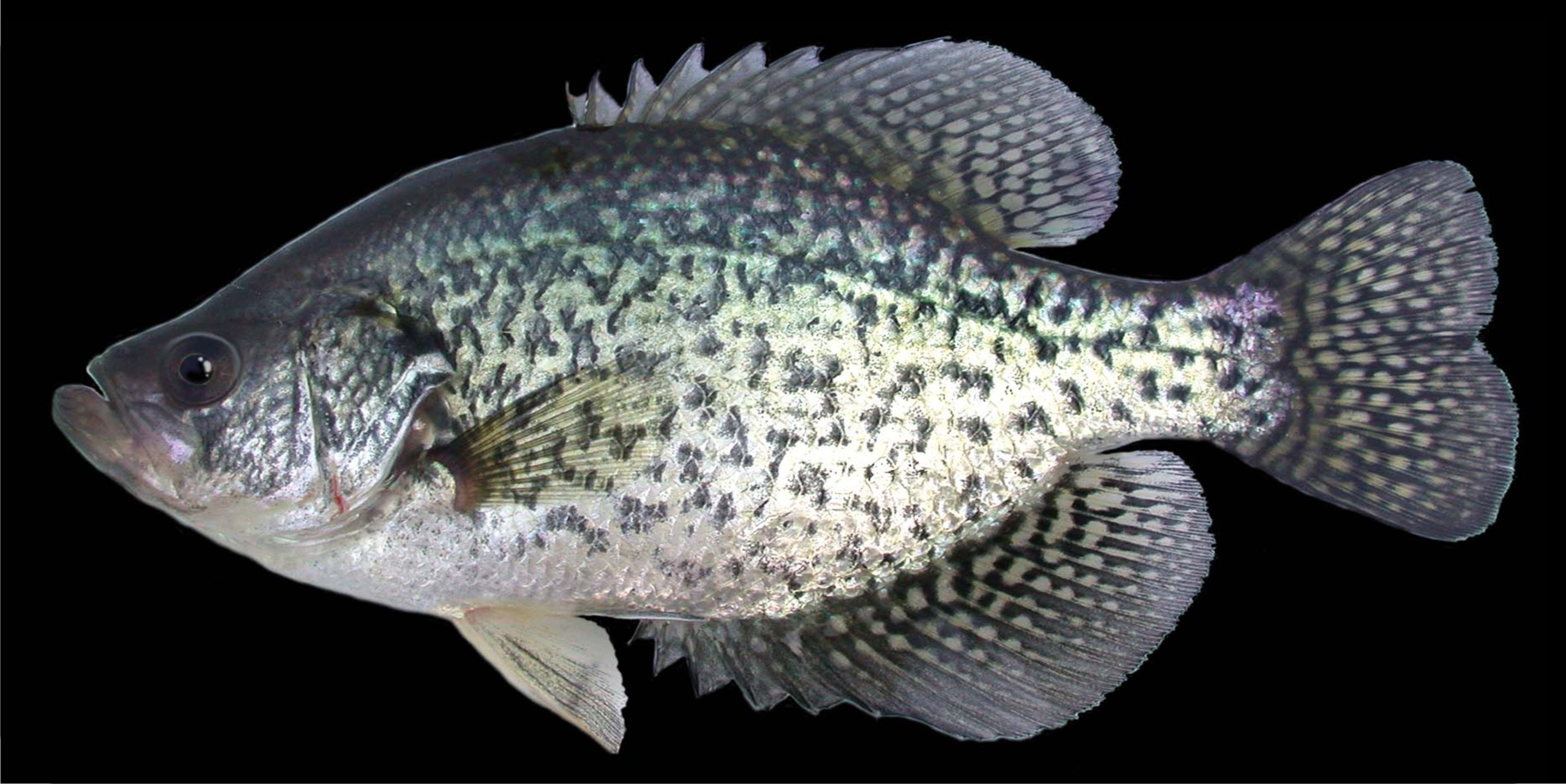 Crappie Fish On Black Photo License Plate - Walmart.com - Walmart.com
