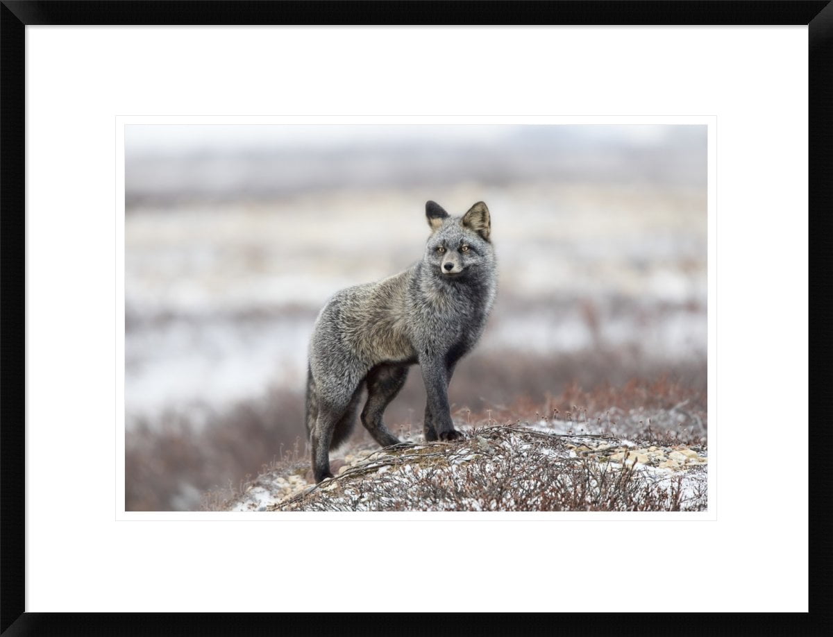 Global Gallery Alessandro Catta 'Cross Fox' Framed Wall Art - Walmart.com