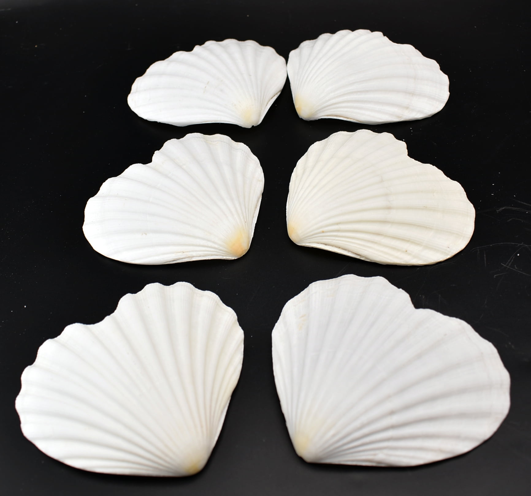 Set of 6 Heart Shaped White Scallop Shells (4") Beach Crafts Coastal ...