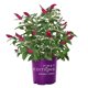 First Editions Buddleia Funky Fuchsia Live Shrub (2 Gallon) - Walmart.com