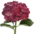 20 Rasberry Hydrangea Flowers- Beautiful Fresh Cut Flowers- Express ...