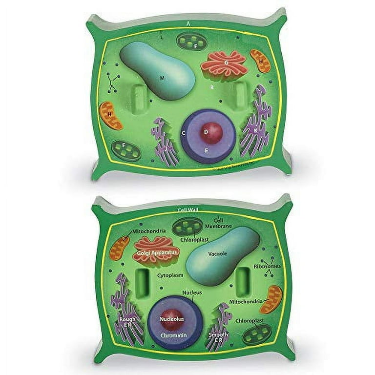 3d Plant Cell Models Labeled
