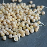 Organic Yellow Pea Sprouting Seeds - 5 Lb - Non-GMO, Heirloom ...
