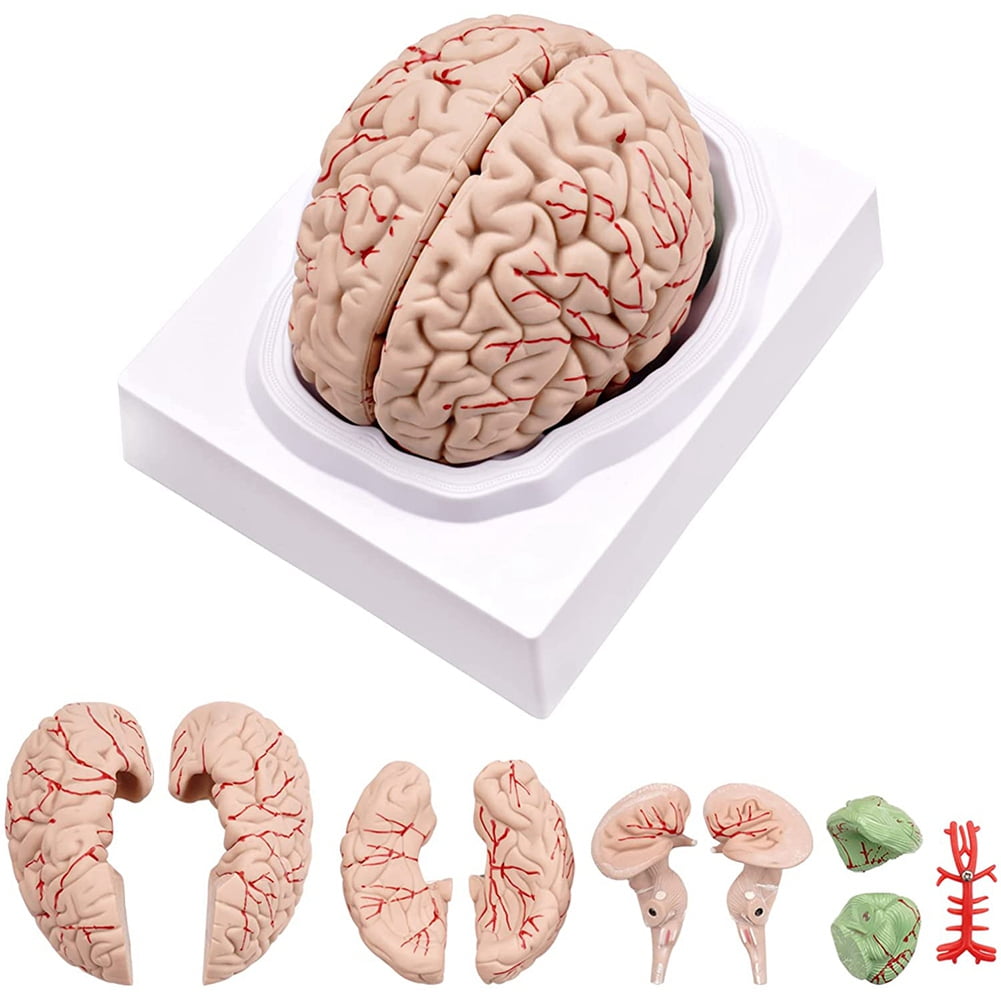 Cerebro Humano, Modelo de AnatomíA del Cerebro Humano de TamañO Real ...