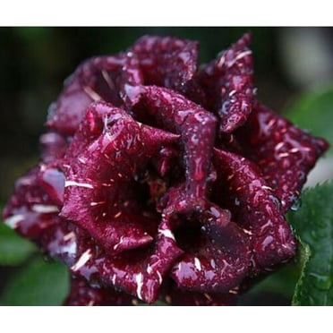 Rare Rose Seeds Meteor Shower Red Yellow Rose Bush 20 Seeds - Walmart.com