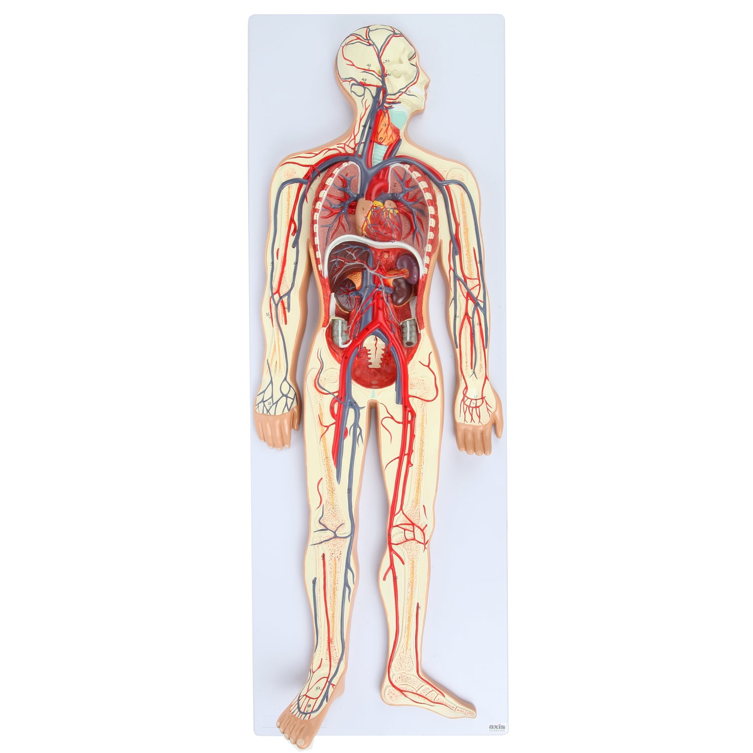 Axis Scientific Human Circulatory System Model, Half Life-Size ...