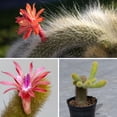 Live Monkey Tail Cactus Plant, Trailing Cactus Succulent, 6-8 Inches ...