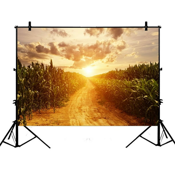 Cornfield Backdrop