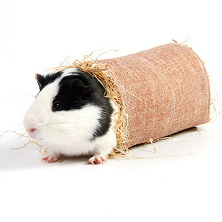 Syrian Hamster Teeth