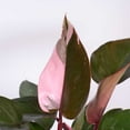 Costa Farms 10-12" Tall Pink Princess Philo, Bright Indirect Sunlight ...