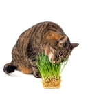 Catgrass Seeds for Sprouting - Hard Red Winter Wheat, Non-GMO, High ...