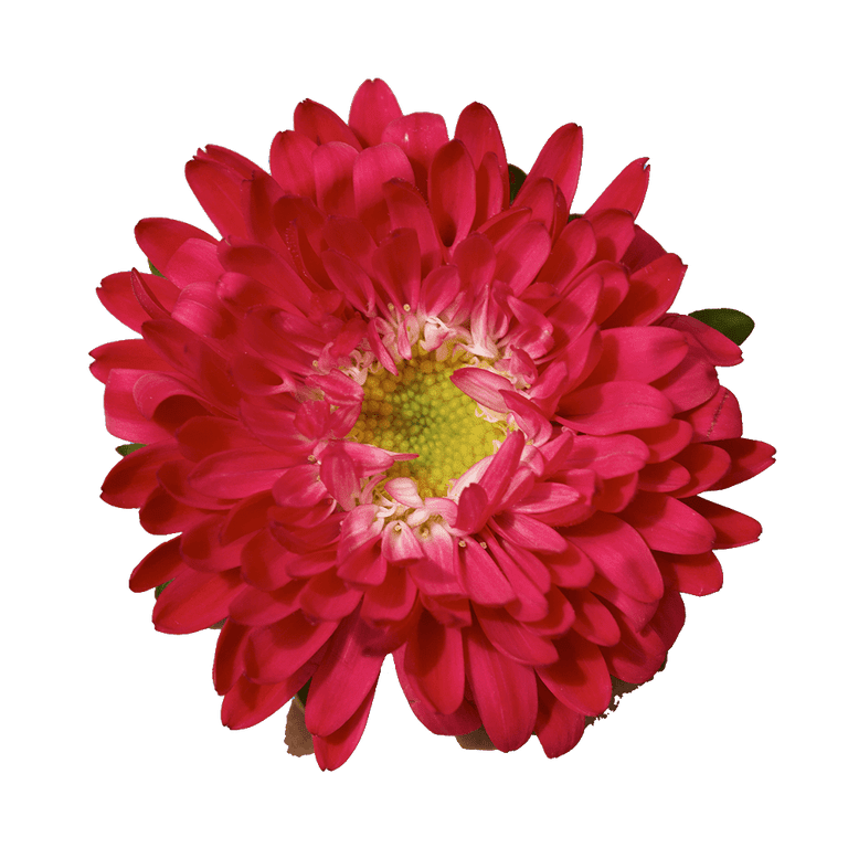 Red Aster Flower